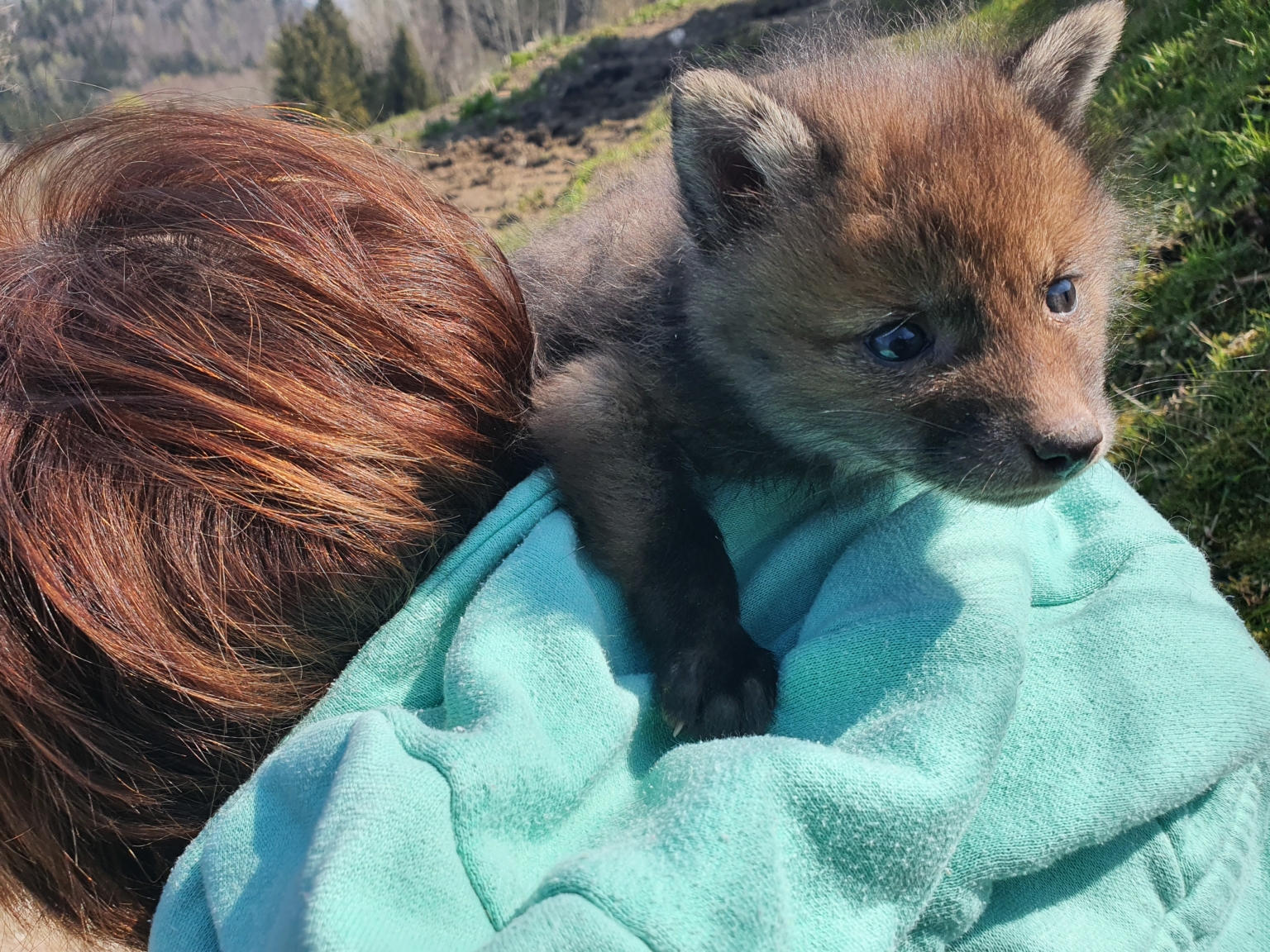 Neues Zuhause für Fuchsbabys NESPRESSO und ILLY | Tierparadies Schabenreith